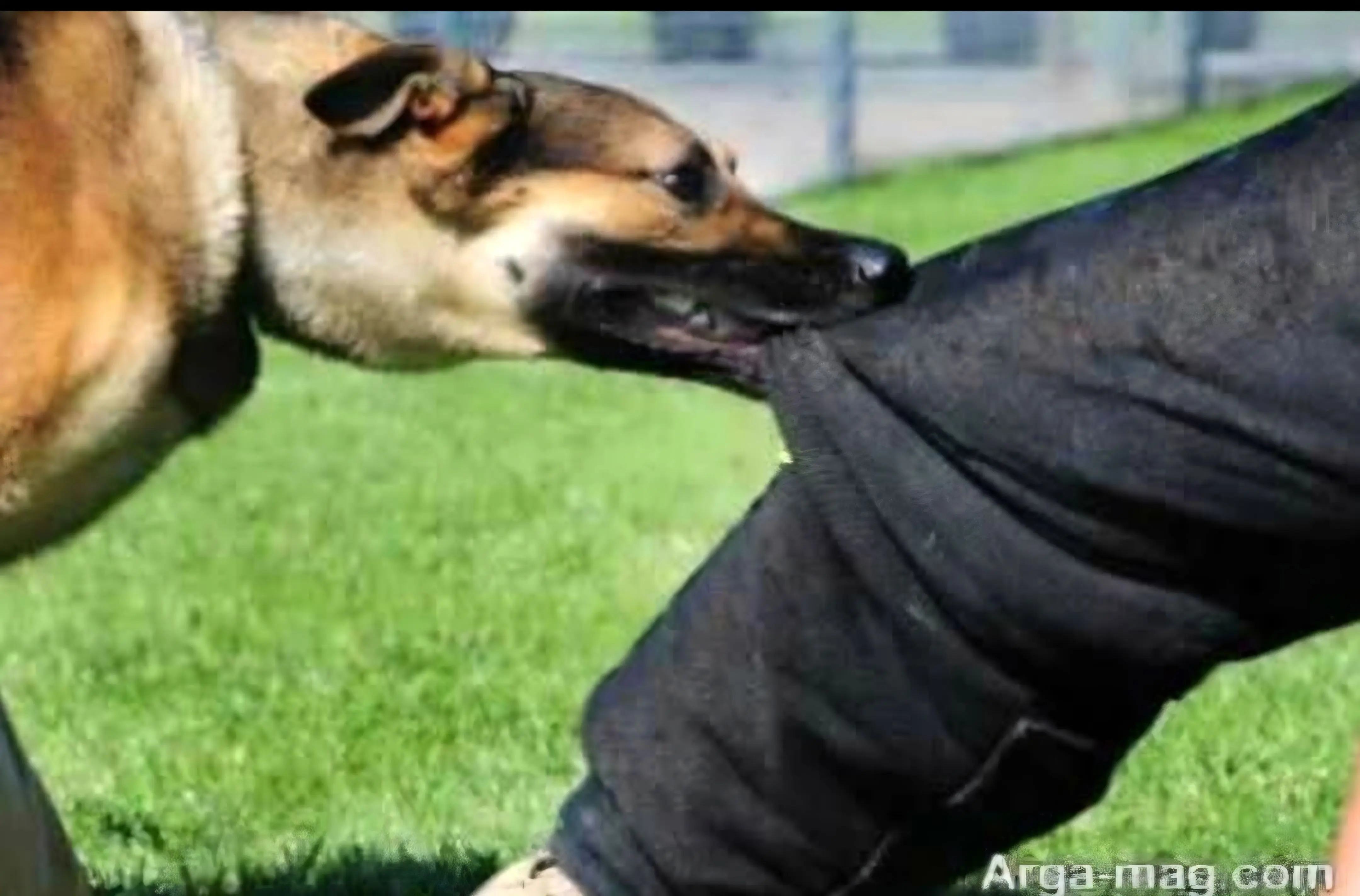 آمار جدید گاز گرفتگی سگ در استان مازندران: بیشترین مصدومان در سنین ۴۱ ...