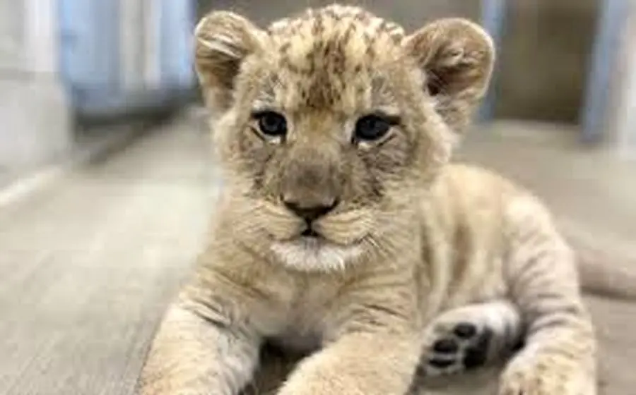 مبارز معروف هنرهای رزمی: پت من که نباید بچه گربه باشد! + فیلم